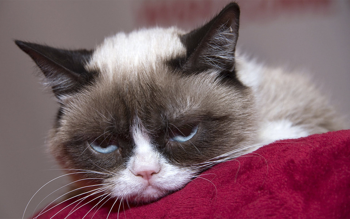 Cô mèo Grumpy Cat với Instagram hơn 8 triệu người theo dõi vừa qua đời ...