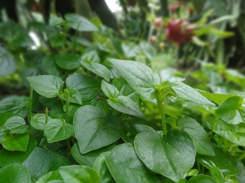 Loài rau mọc đầy vườn, xưa ví như nhân sâm, giờ giá đắt hơn thịt ...