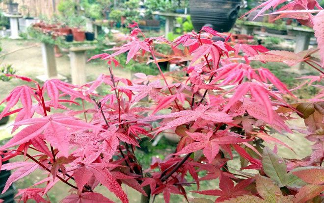 Độc nhất Việt Nam: Lão nông sở hữu hàng ngàn cây phong lá đỏ - Saostar.vn