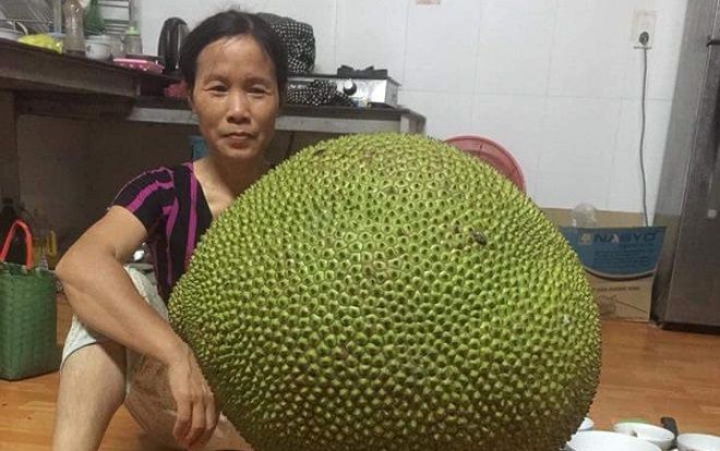 Khoe được mời ăn quả mít gần 20kg, thanh niên bị 'ném đá ngược' vì không đăng ảnh… múi mít ...