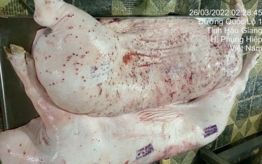 Dùng heo bệnh làm thức ăn cho cá là sai quy định - Saostar.vn