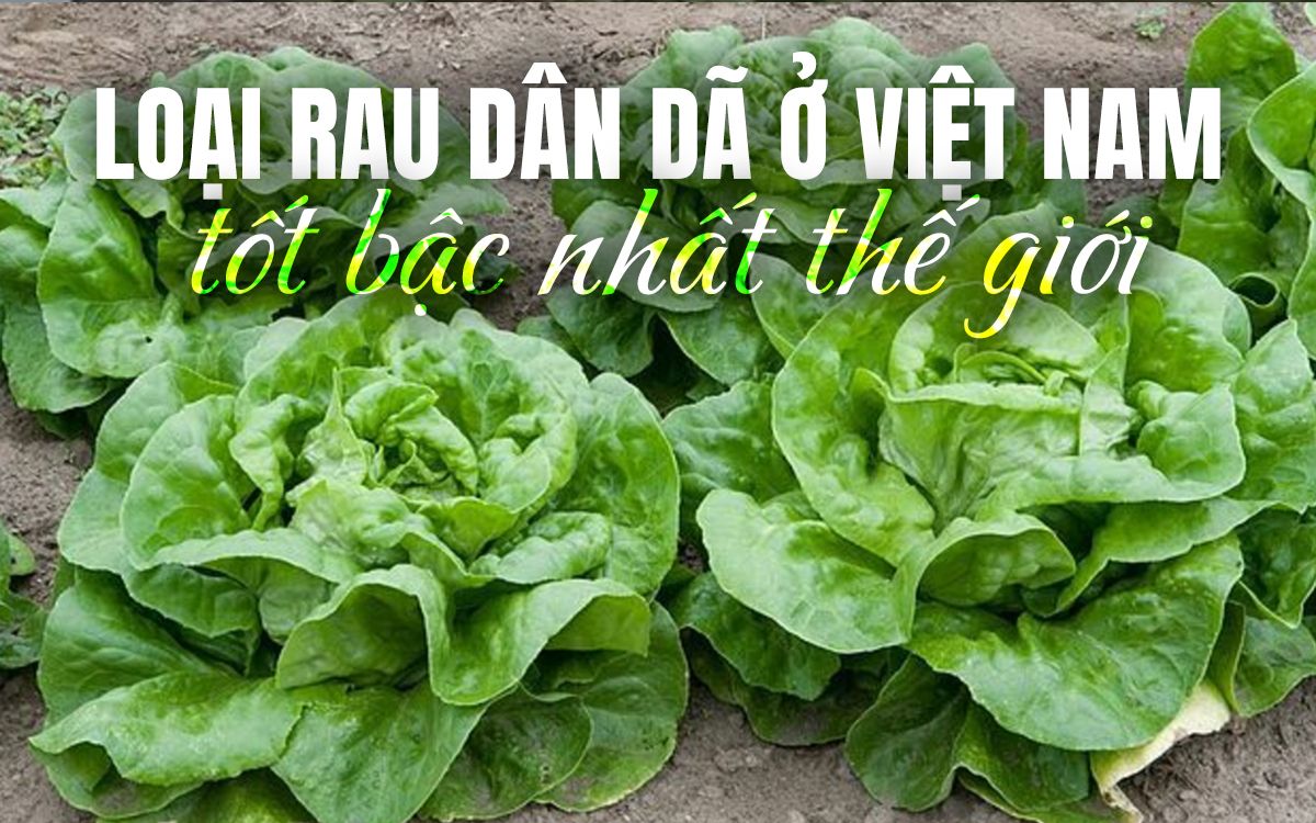 Loại rau dân dã ở Việt Nam được Mỹ xếp tốt nhất thế giới, giá cực rẻ ...