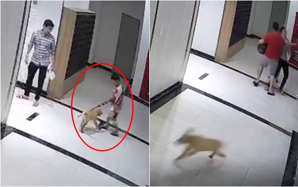 Chủ chú chó thả rông đánh người có thể đối diện với hình phạt nào ...