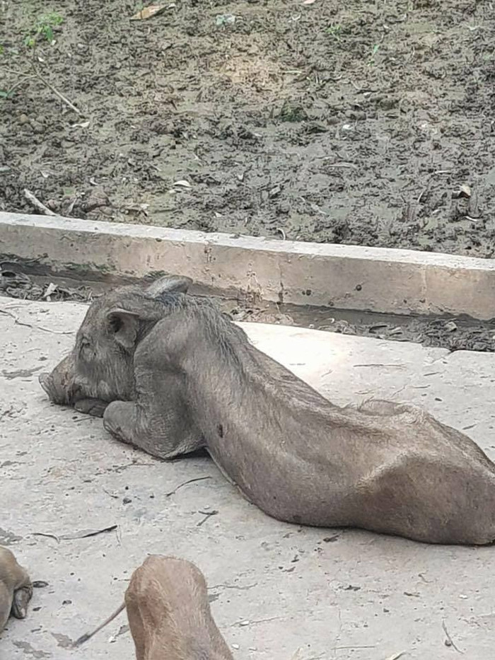 Xót xa bầy heo gầy sọp chỉ còn da bọc xương vì bị bỏ đói ngay tại khu ...